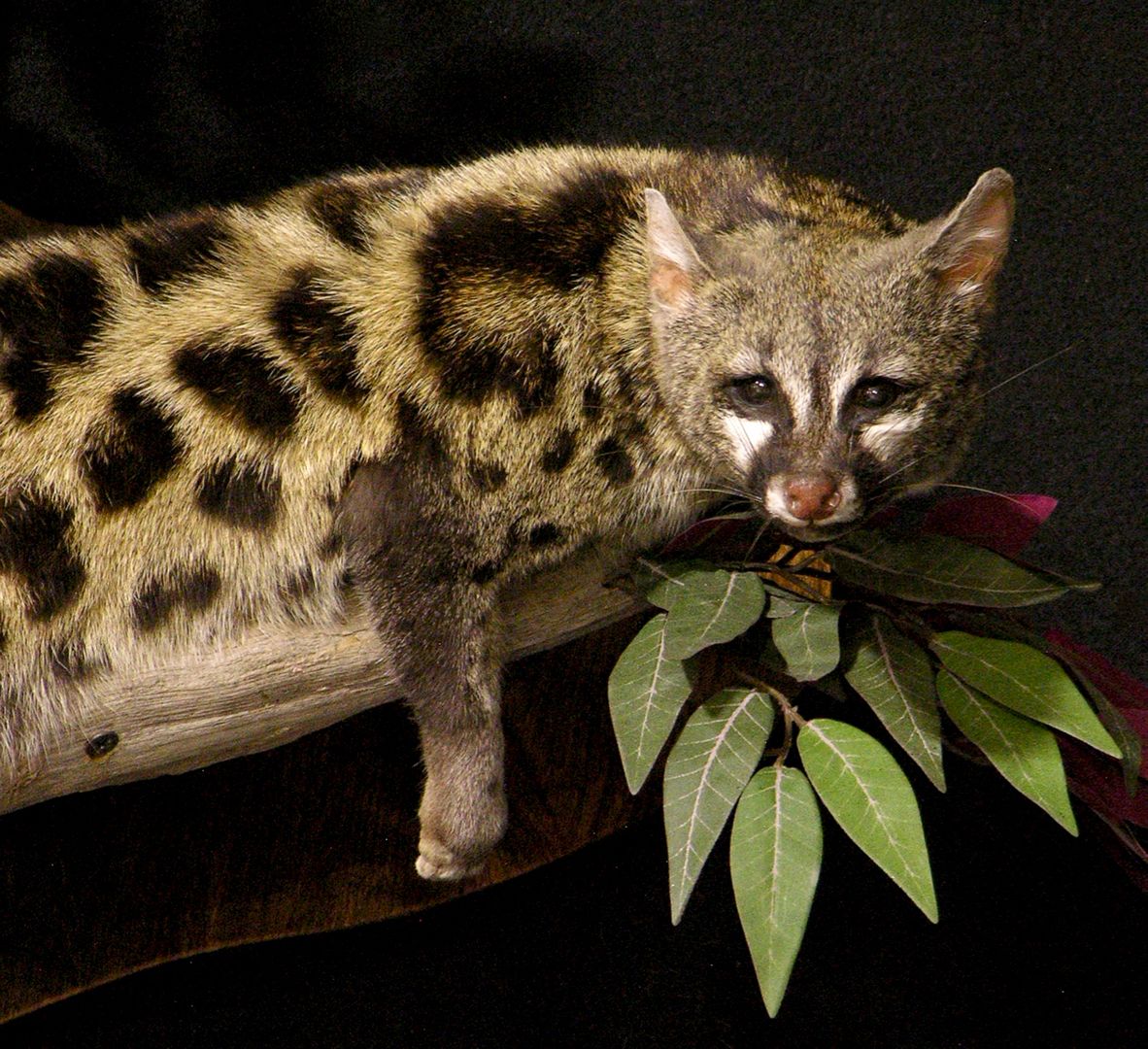 Genet Cat | AfricaHunting.com