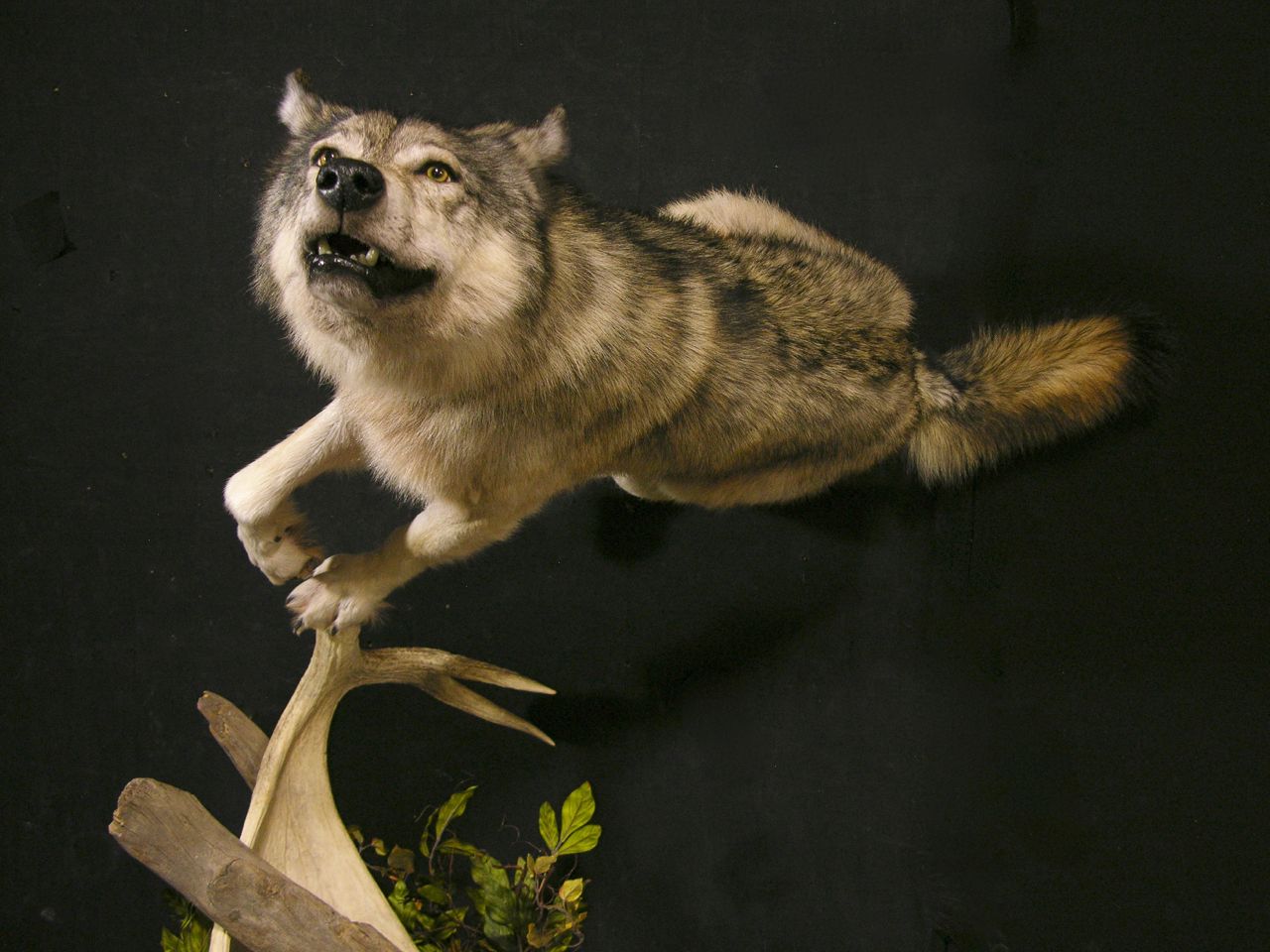 Custom Life-size Wolf Taxidermy Mount | AfricaHunting.com
