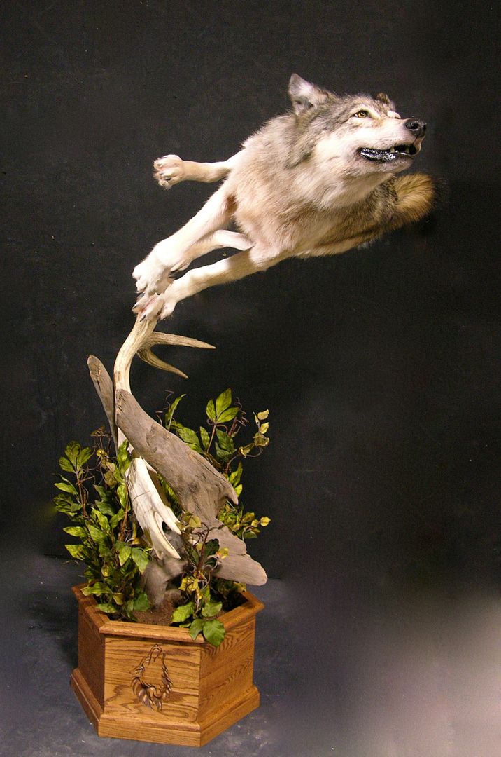 Custom Life-size Wolf Taxidermy Mount | AfricaHunting.com