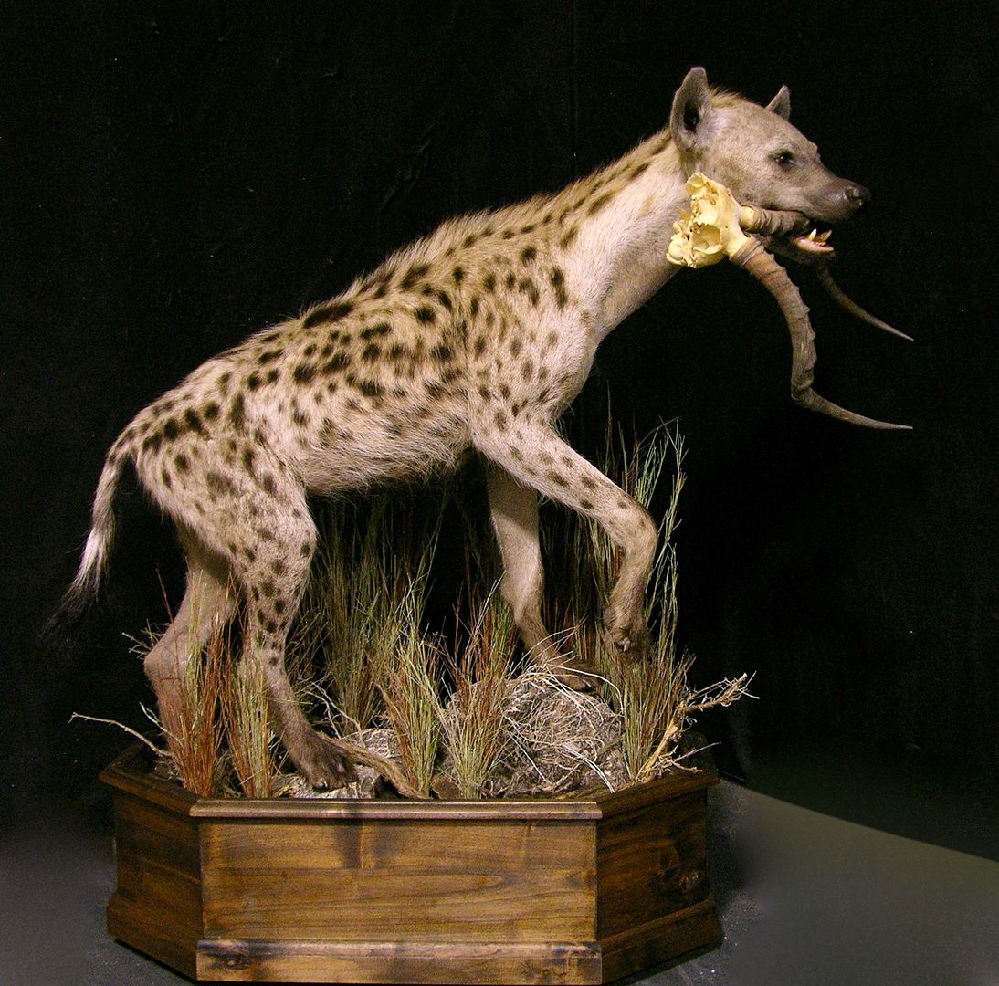 Full Mount Hyena Heading To Kentucky Today | AfricaHunting.com