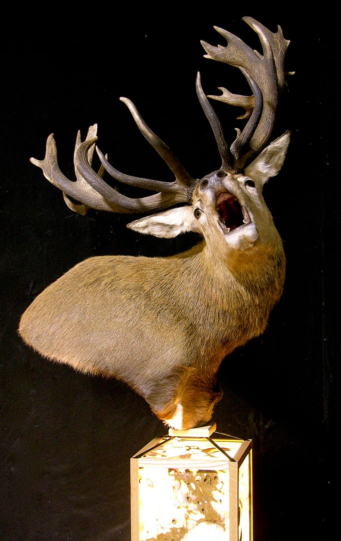 AWESOME Red Stag real ROAR | AfricaHunting.com