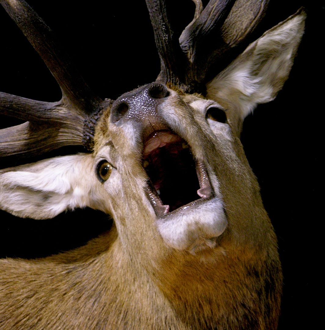 AWESOME Red Stag real ROAR | AfricaHunting.com